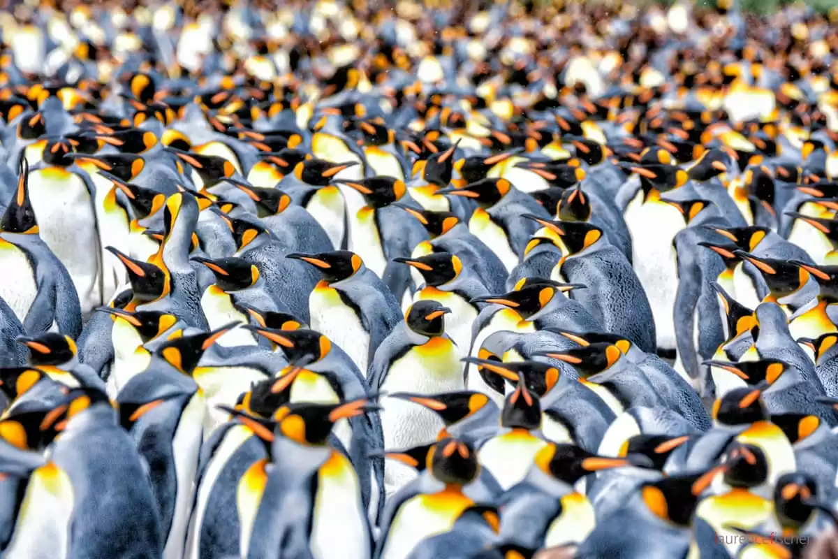 Croisière Antarctique au Départ de Ushuaia, le 2026-11-18 dès 20286$CA ...